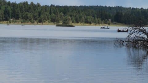 Amazing Camping in the Arizona White Mountains - Events | Things To Do ...